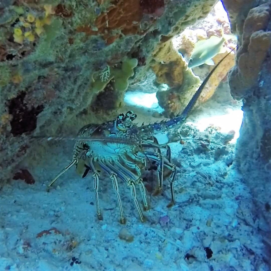 Scuba Diving in the Caribbean | Atmospheres Dive Adventures